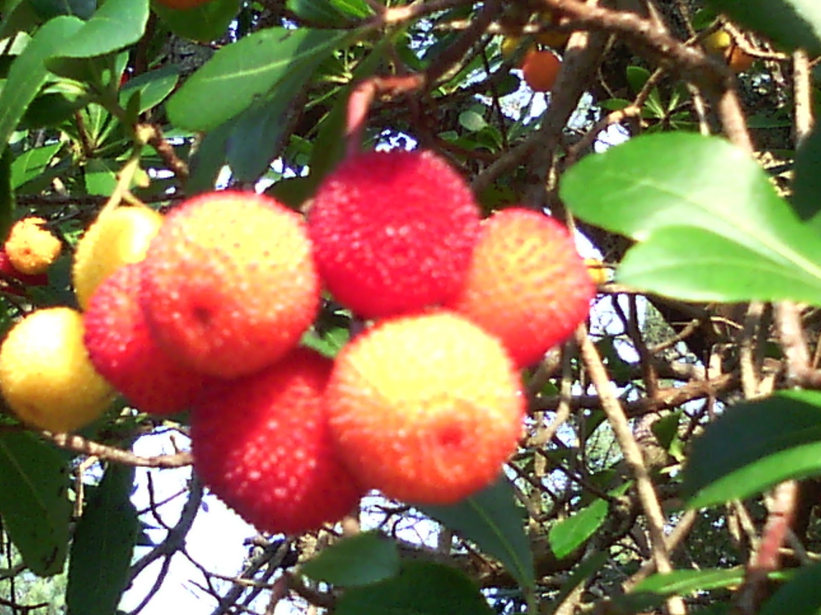 Sabores de Anelhe: Medronheiro (arbustos unedo)