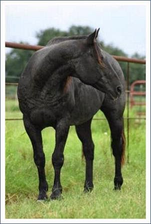 LUDO HANCOCK HORSES: HANCOCK QUARTER HORSE