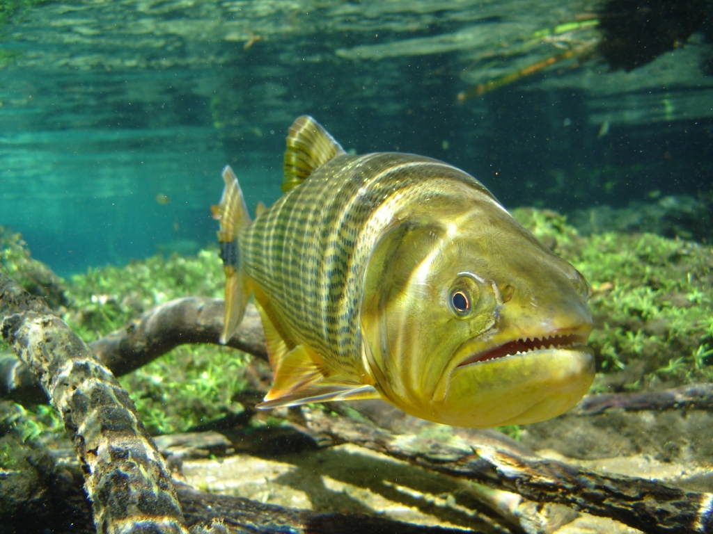 Are You Ready For Brazil? Brazil Travel Guide Blog: Great Things To Do ...