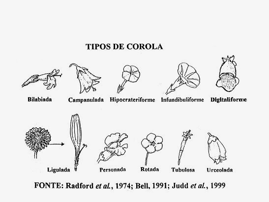 MORFOLOGIA DE FLOR: MORFOLOGIA DE FLOR