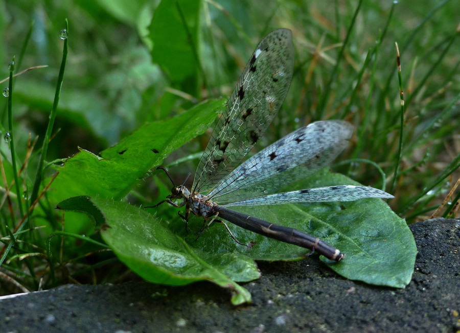 S foťákem na cestách: Mravkolev skvrnitý