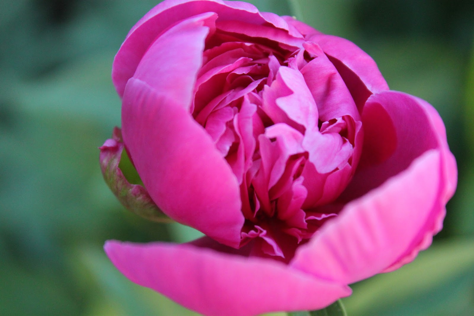 Pat's Addition: Peony Patch Glory