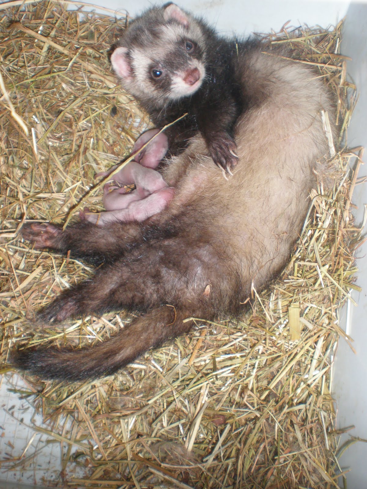 Dihorul: Dihorita cu puisori