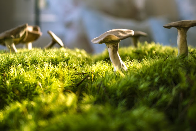 The Polished Pebble: Live Moss Centerpiece DIY