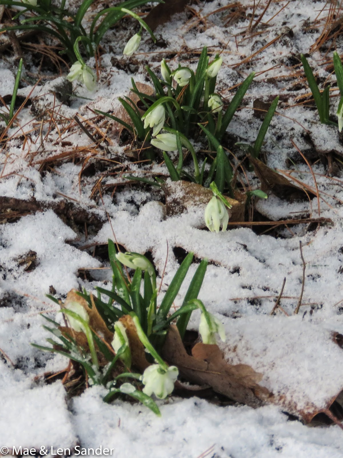 Mae's Food Blog: Early Spring Flowers in Michigan