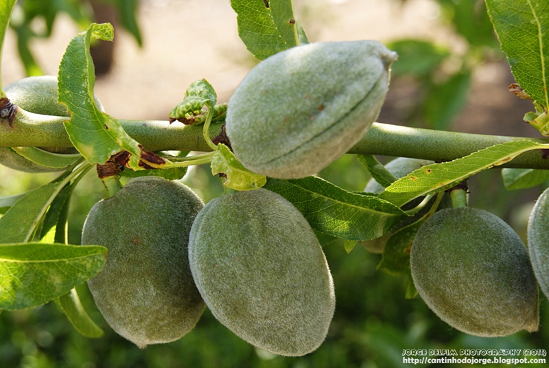 O CANTINHO DO JORGE: Depois da flor, vem o fruto - Amêndoas