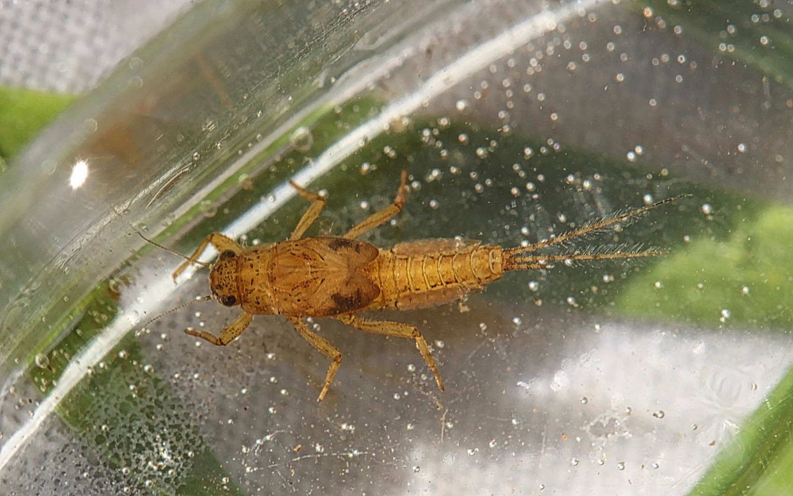 Aquatic Insects of Central Virginia: It's the annual "spiny crawler ...