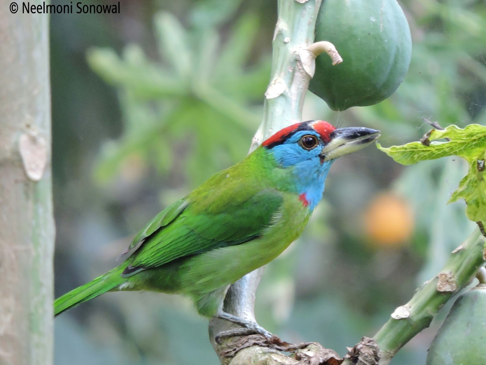 Birds of Assam,India