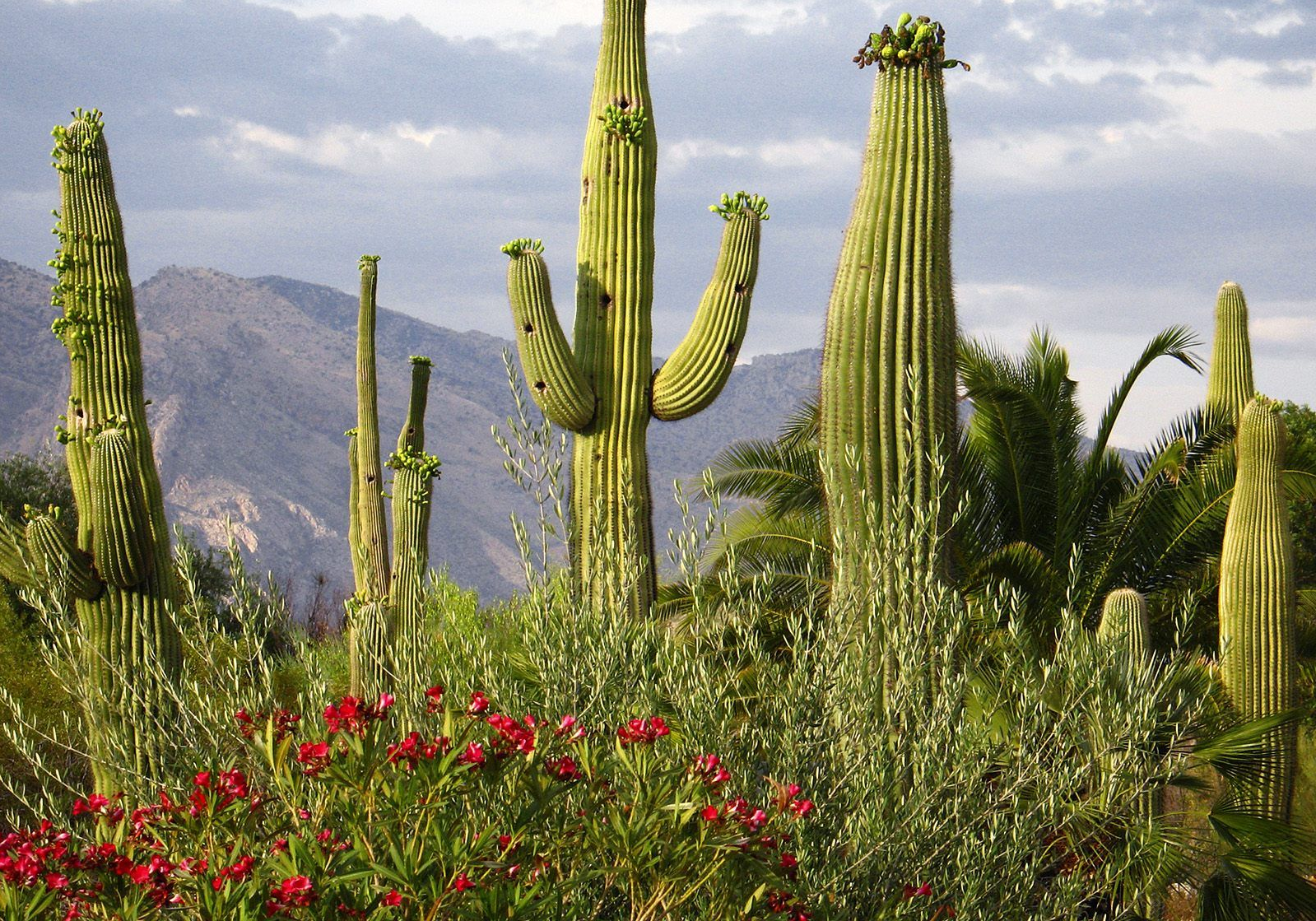 Cipactli Organización Ecológica y Sustentable : Germinación de ...