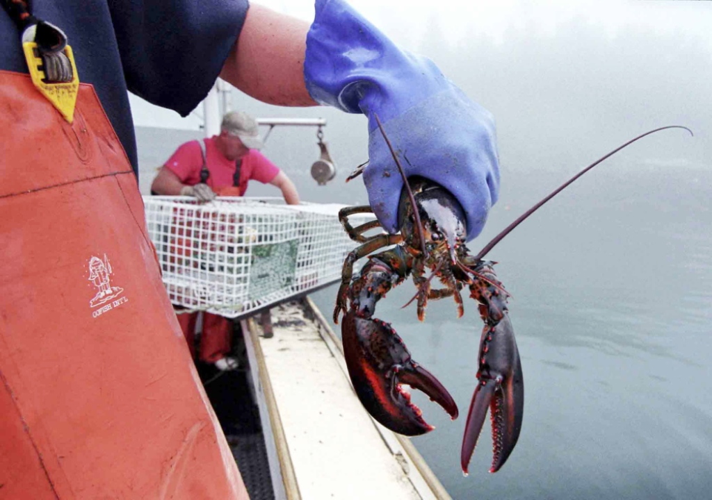 Main Live Lobster Export Data for Global Market - Live Lobster Exporter ...