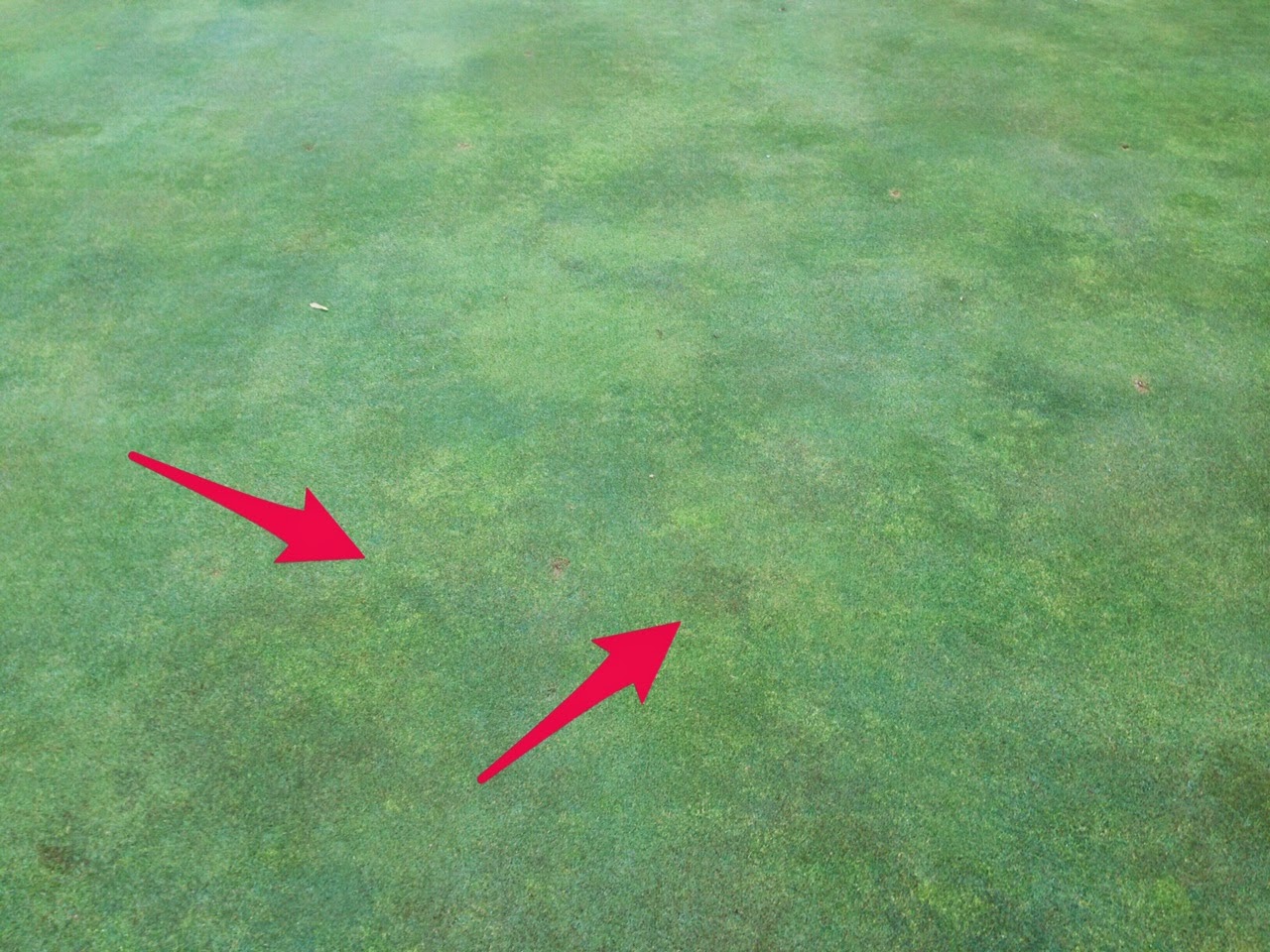 Glen Echo Country Club Golf Course Management: Poa Annua, Where Is It?