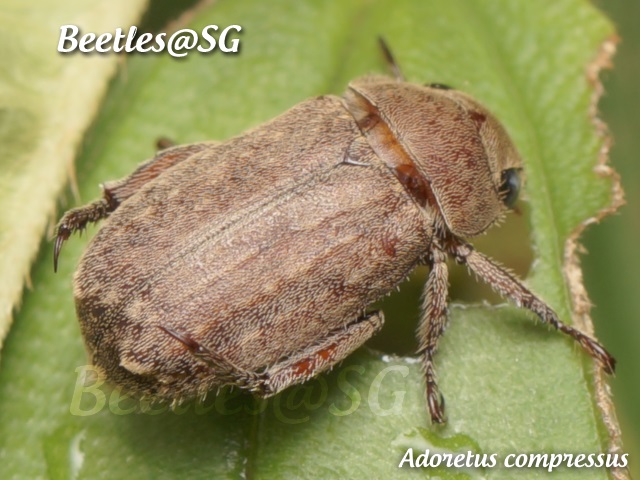 Beetles@SG BLOG: Night Walk At Pasir Ris Park (30 Oct 2015)
