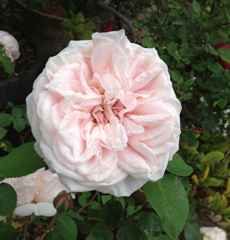 Promesse de roses: Souvenirs de Joséphine (2/2)