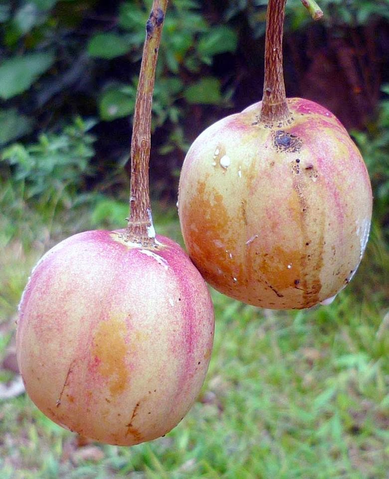 INFO : BUAH PERAH | AKU ANAK PAHANG