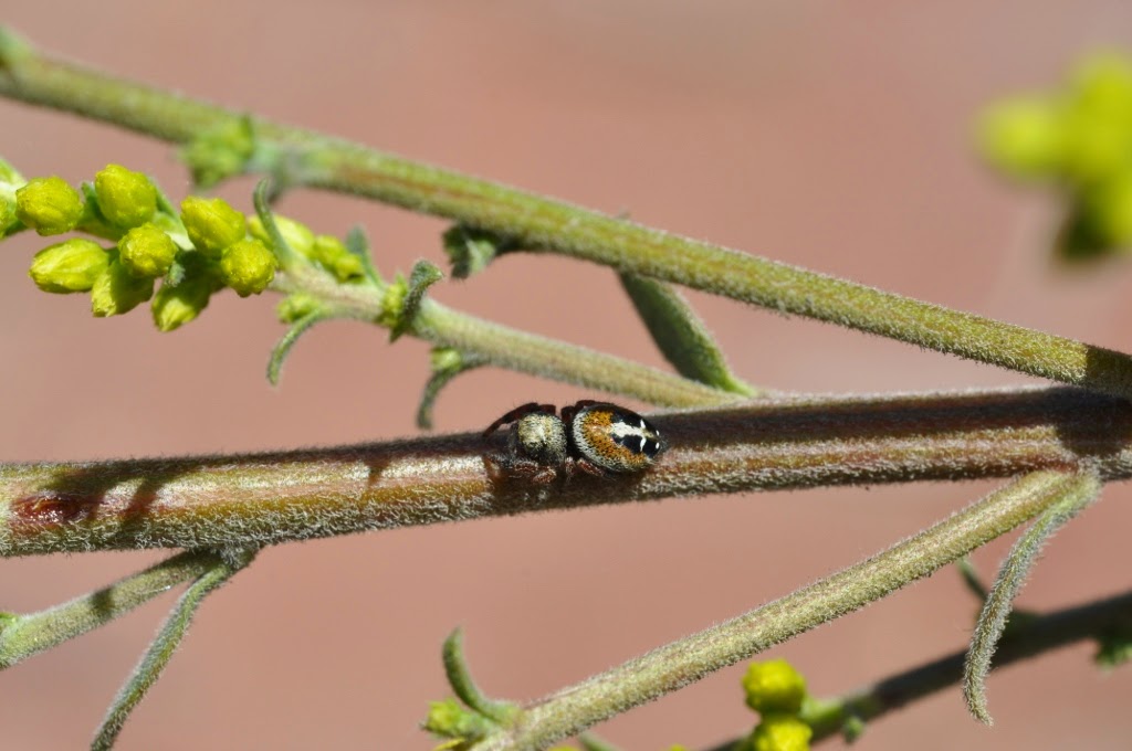 Mother Nature's Backyard - A Water-wise Garden: Plant of the Month ...
