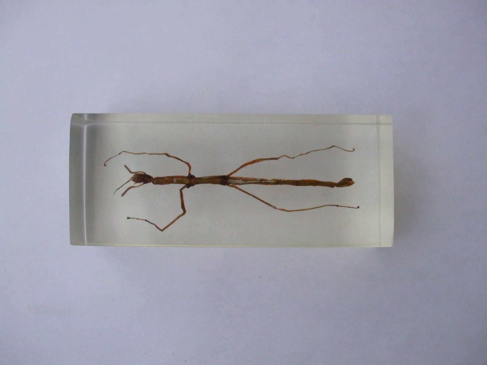 Micul colectionar: Insecte reale nr. 28 - insecta-bat orientala ...