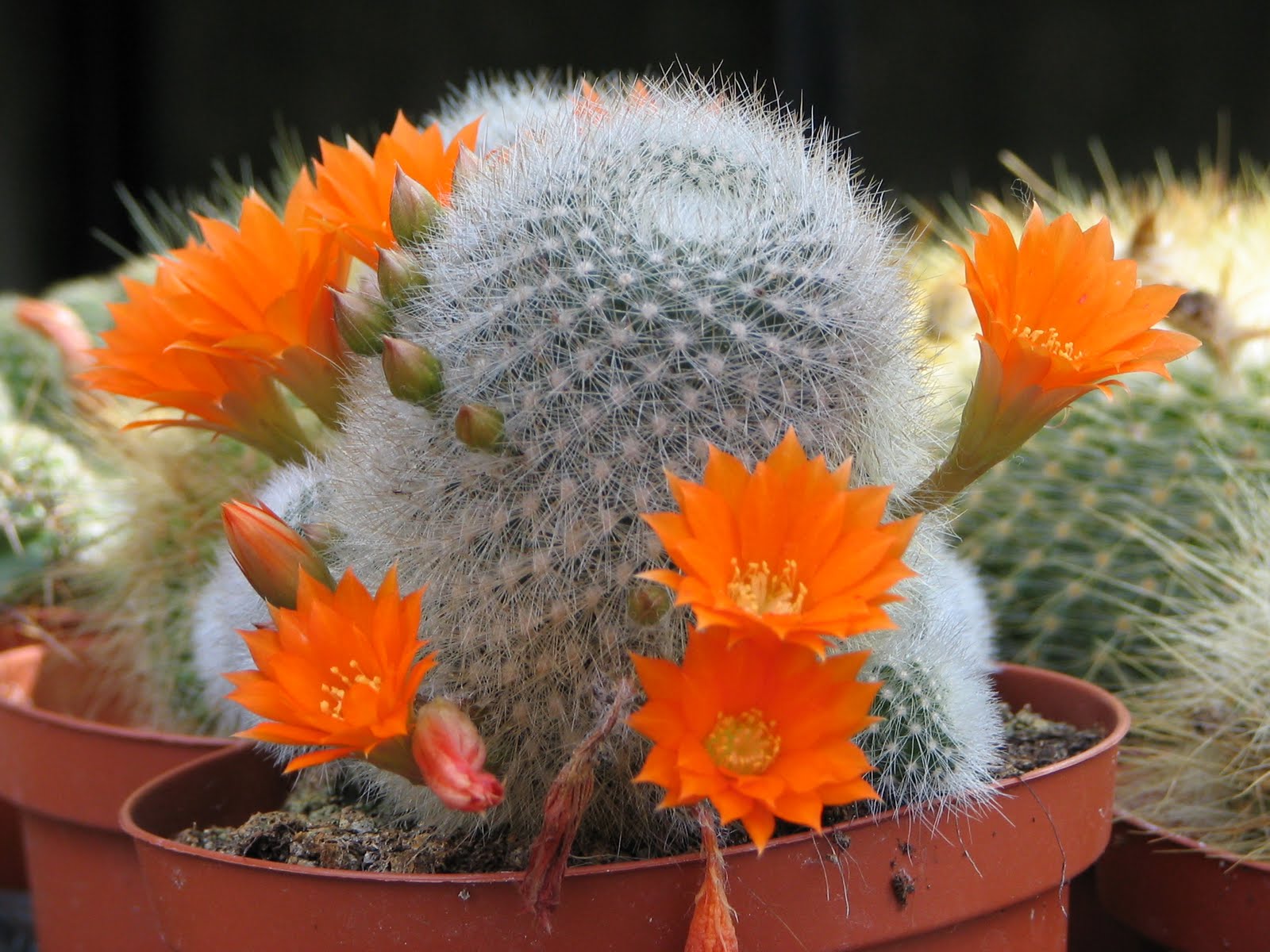 LA MULTI ANI, ROMANIA!: Flori de cactus