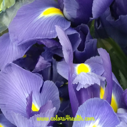 Colors 4 Health: How to Use Flowers and Plants to Increase Wellness