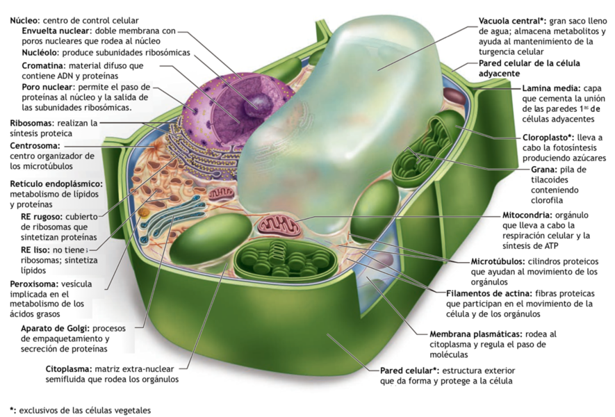LA CIENCIA DE LA NATURALEZA: PRIMER PERIODO " LA CÉLULA UNIDAD DE VIDA"