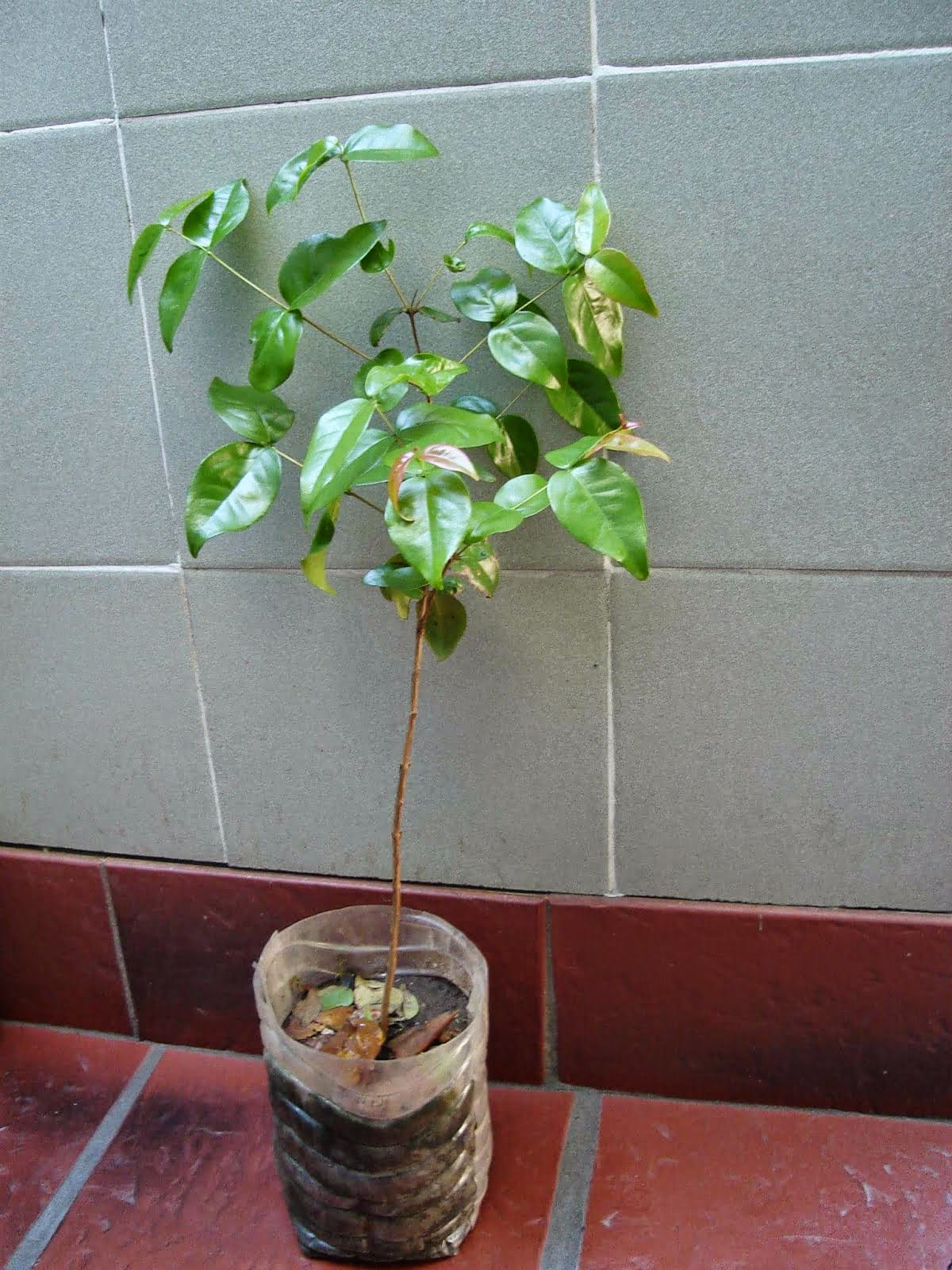 Vivero Buenaventura: FICHA TEMÁTICA DE PALO AMARILLO (Terminalia Australis)