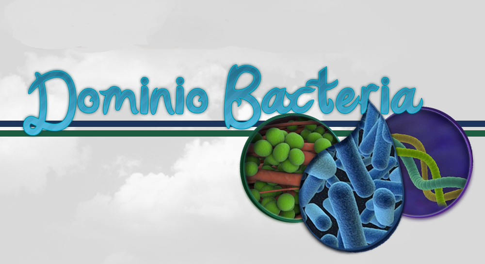 Dominio Bacteria | Microorganismos: Importancia de las bacterias