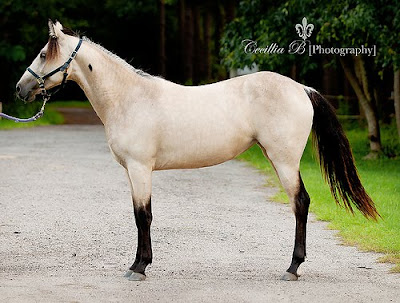 FCHS Horse Judging: Leg Conformation