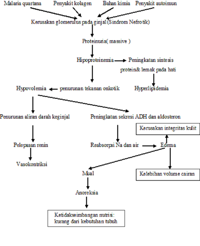 Perawat Hati: Sindromma Nefrotik