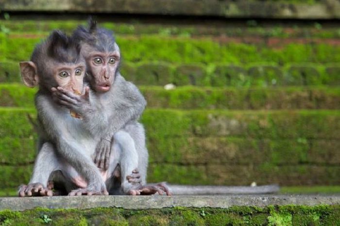 Las Fotos Mas Alucinantes: miradas de monos graciosas