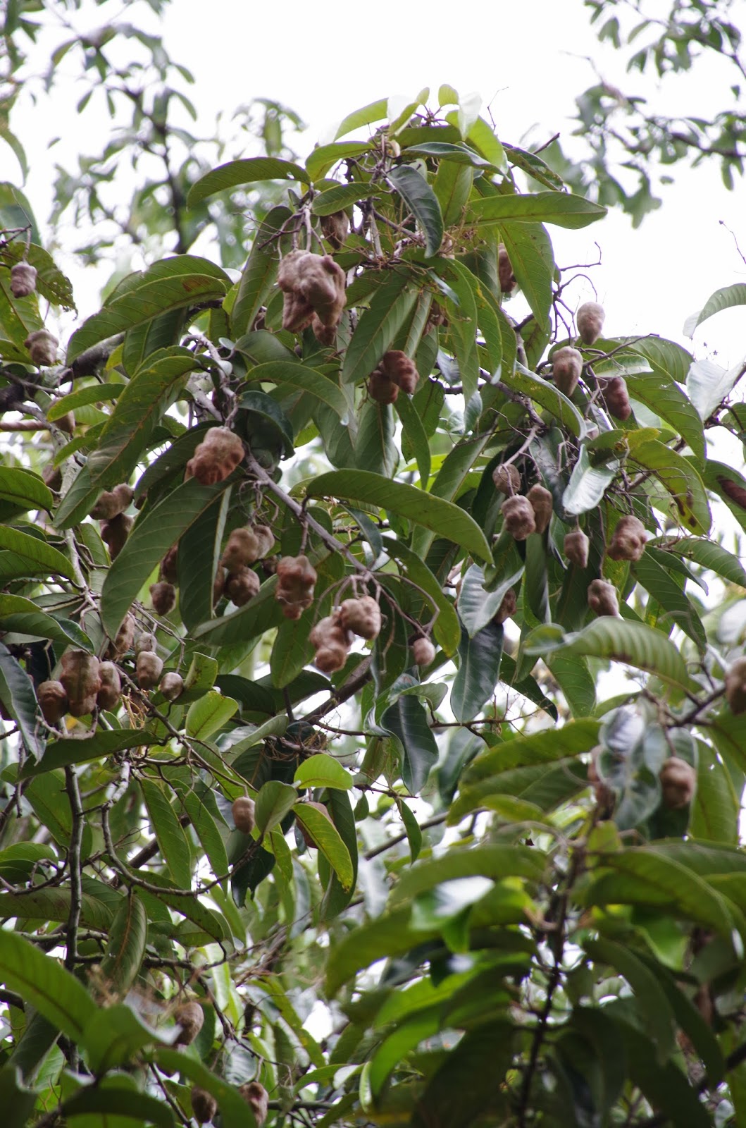 Trees and Plants: Resak Irian (Vatica Rassak)