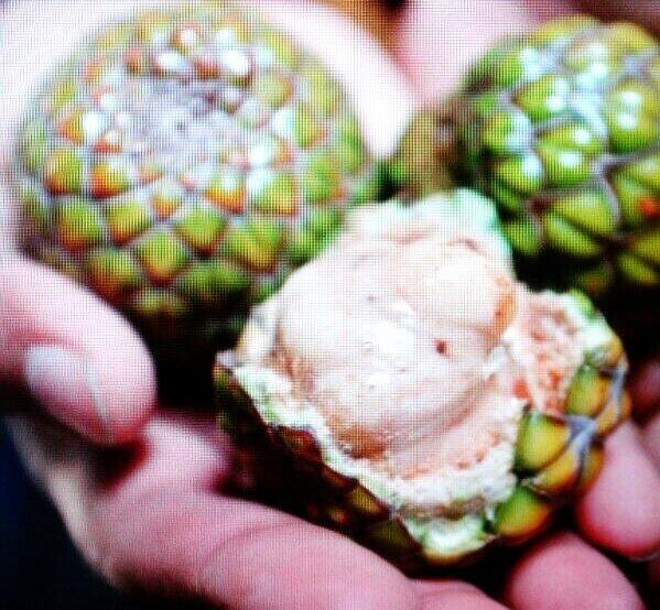 Kisah dan Info terkini: Buah Tumbuhan Liar yang Boleh Dimakan Ketika ...