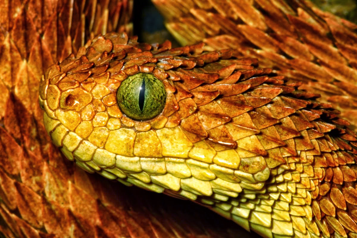 ΦΙΔΙ BUSH VIPER photos - wallpapers (ανανεωμένο) | the fun bank