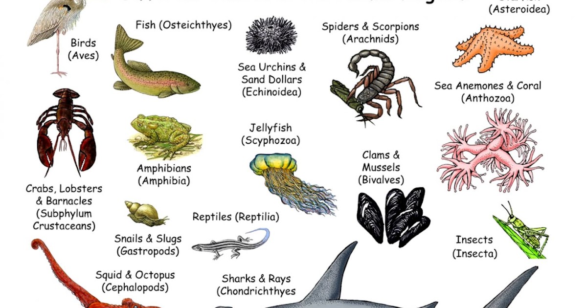 Arachnids Examples Wallpapers Gallery