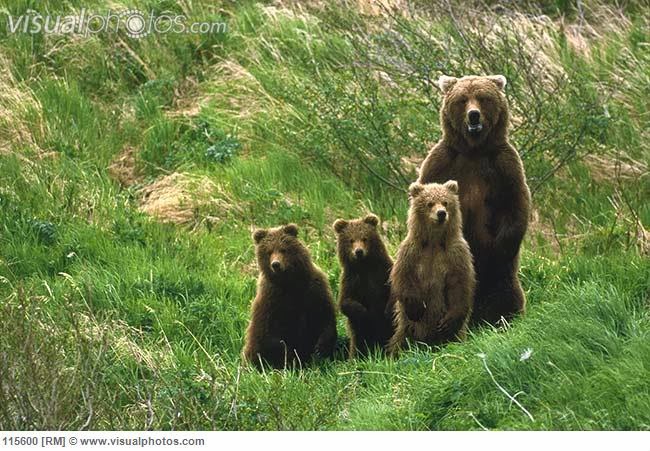 Beruang Coklat Eurasia | Aquascape Ikan Hias dan Tanaman Air