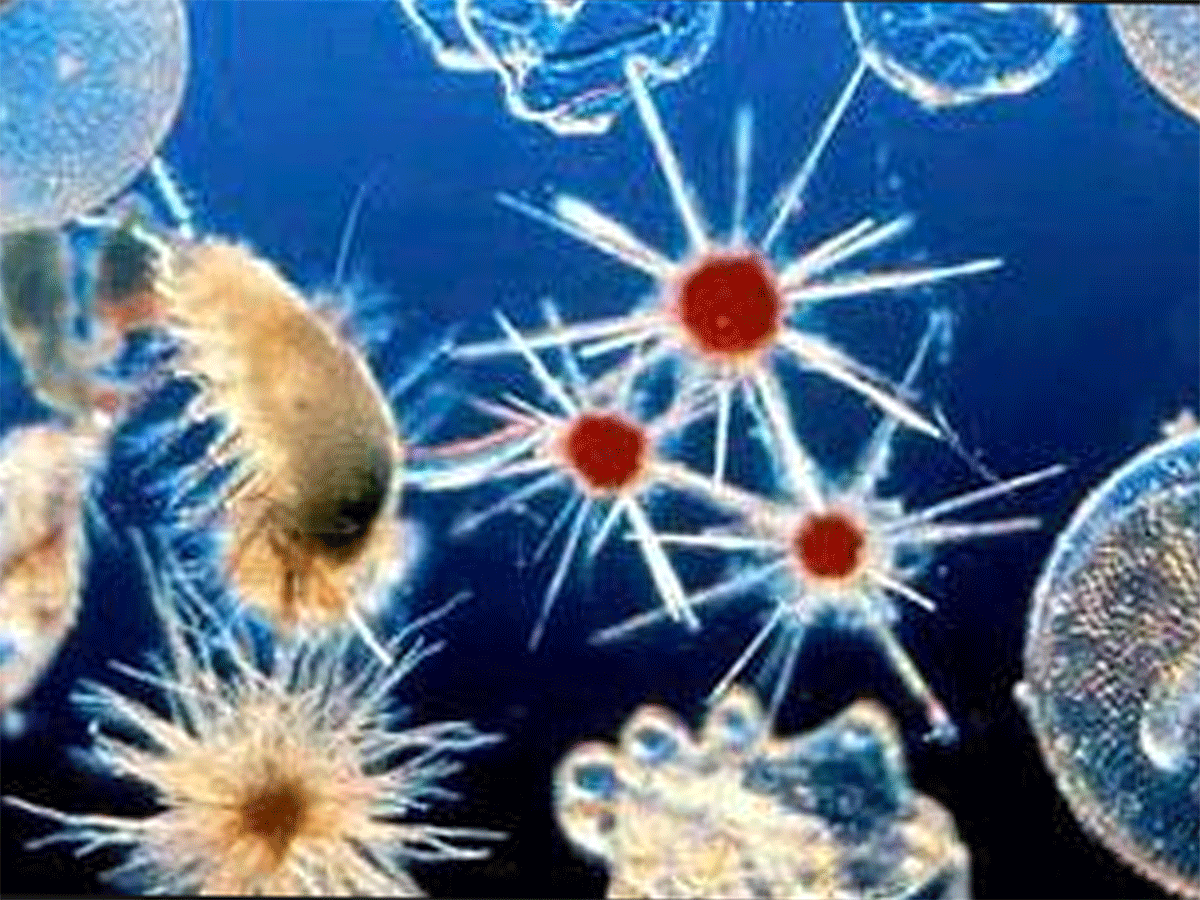 El Inquieto Jubilado Cristóbal: Plancton.