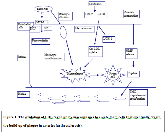 The Boundless Thicket: Oxidatively Stressed Out!