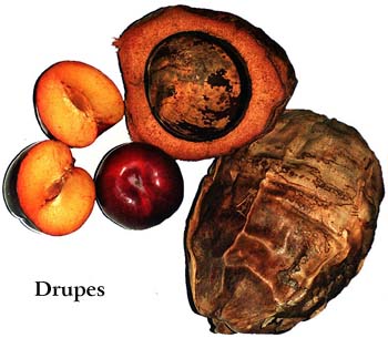 Health is True Wealth: Prevent Heart Disease and Diabetes with Drupe ...