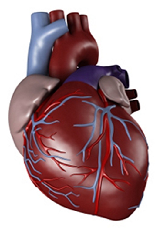 Valoracion del metabolismo en el laboratorio clinico: PERFIL CARDIACO