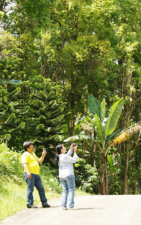OUR PHILIPPINE TREES: The Tree Road Trip