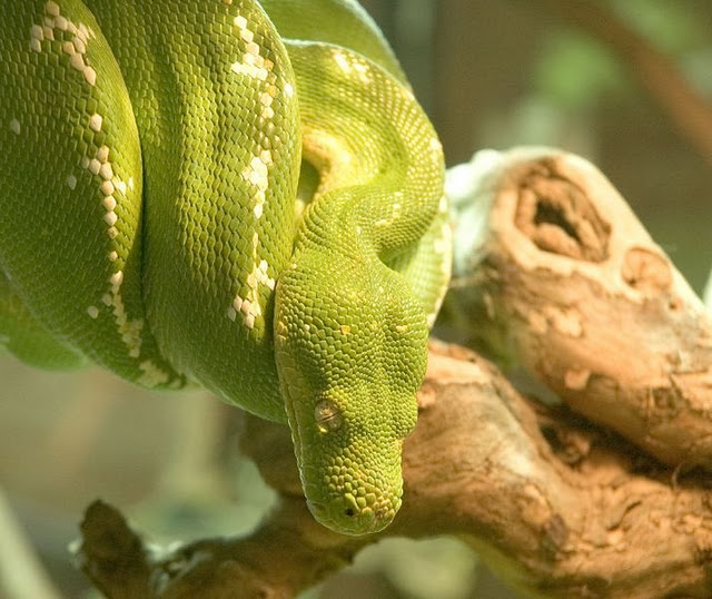 World Most Amazing Snakes In Photos | All Amazing