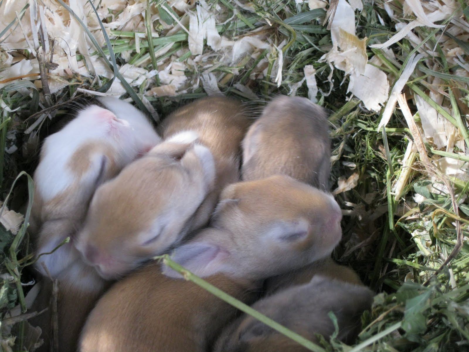 Yankee Rose Fiber Art: Bunnies 11 days old
