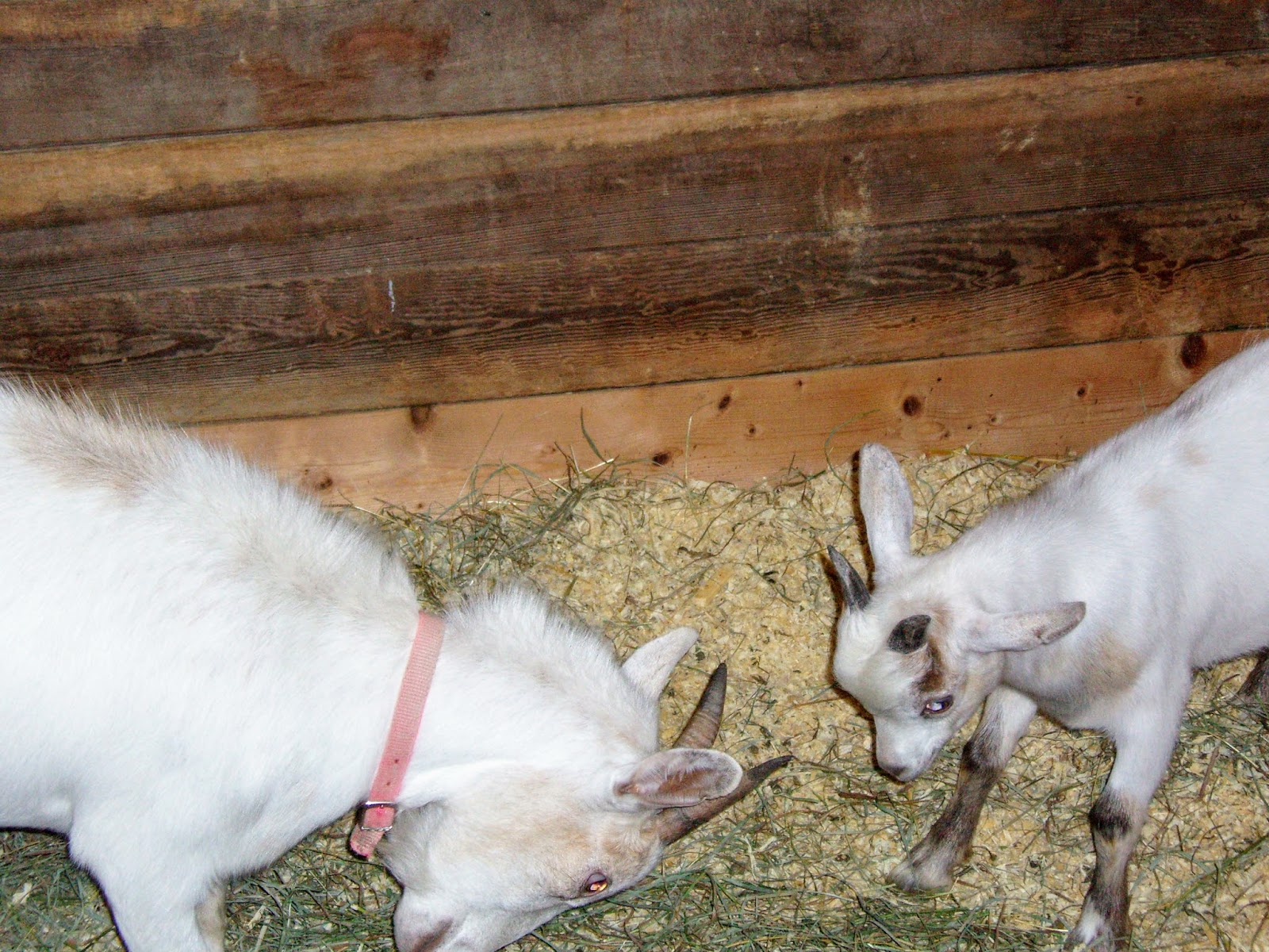 History and Culture by Bicycle: Previously Unpublished: 2006 Iowa State ...