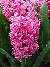 LA NATURALEZA: IMAGENES DE LA FLORA EN EL MUNDO