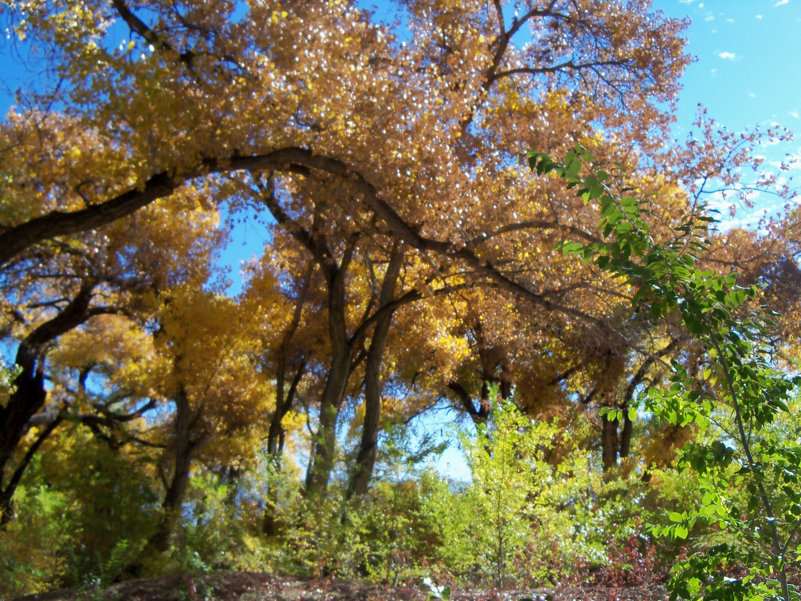 Tumbleweed Crossing: Cottonwood Trees Along Rio Grande River