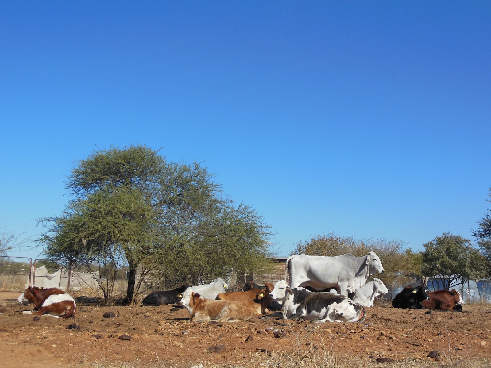 Beautiful Botswana: Cattle of Botswana