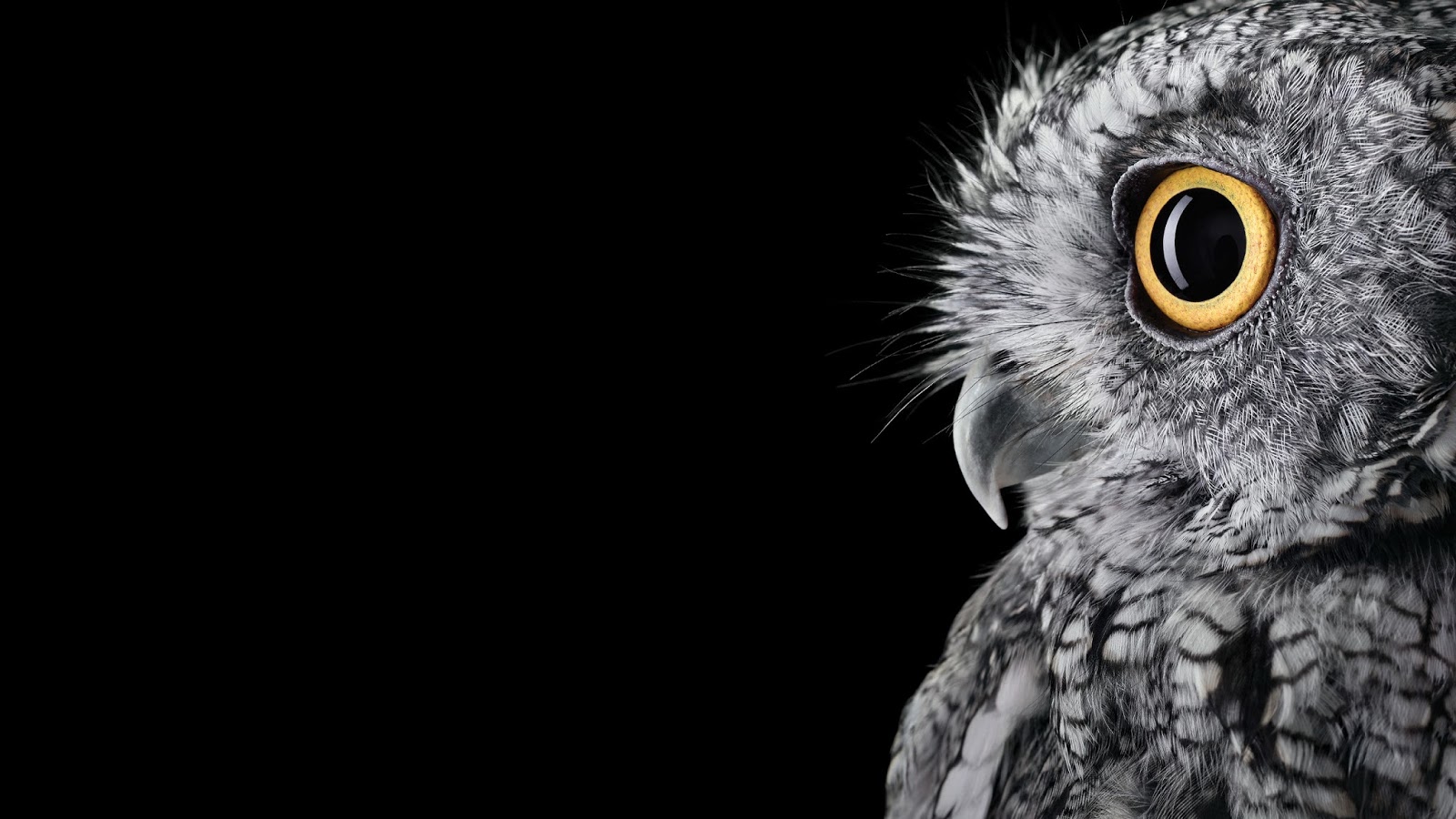 Búho y lechuzas wallpapers