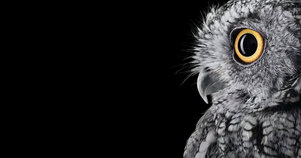 Búho y lechuzas wallpapers