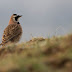 Aves de la Ría de Ajo: Marchando una de pícidos campurrianos...