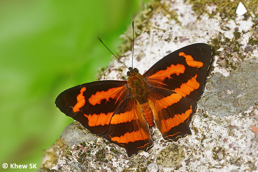 Butterflies of Singapore: A Bornean Adventure