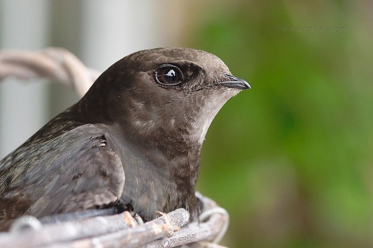 Mrs Black's This n That: Swifts ~ upon charcoal wings