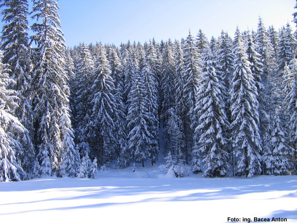 Plante de plante: MOLID(Picea abies)-Feeria padurilor Romaniei (III ...